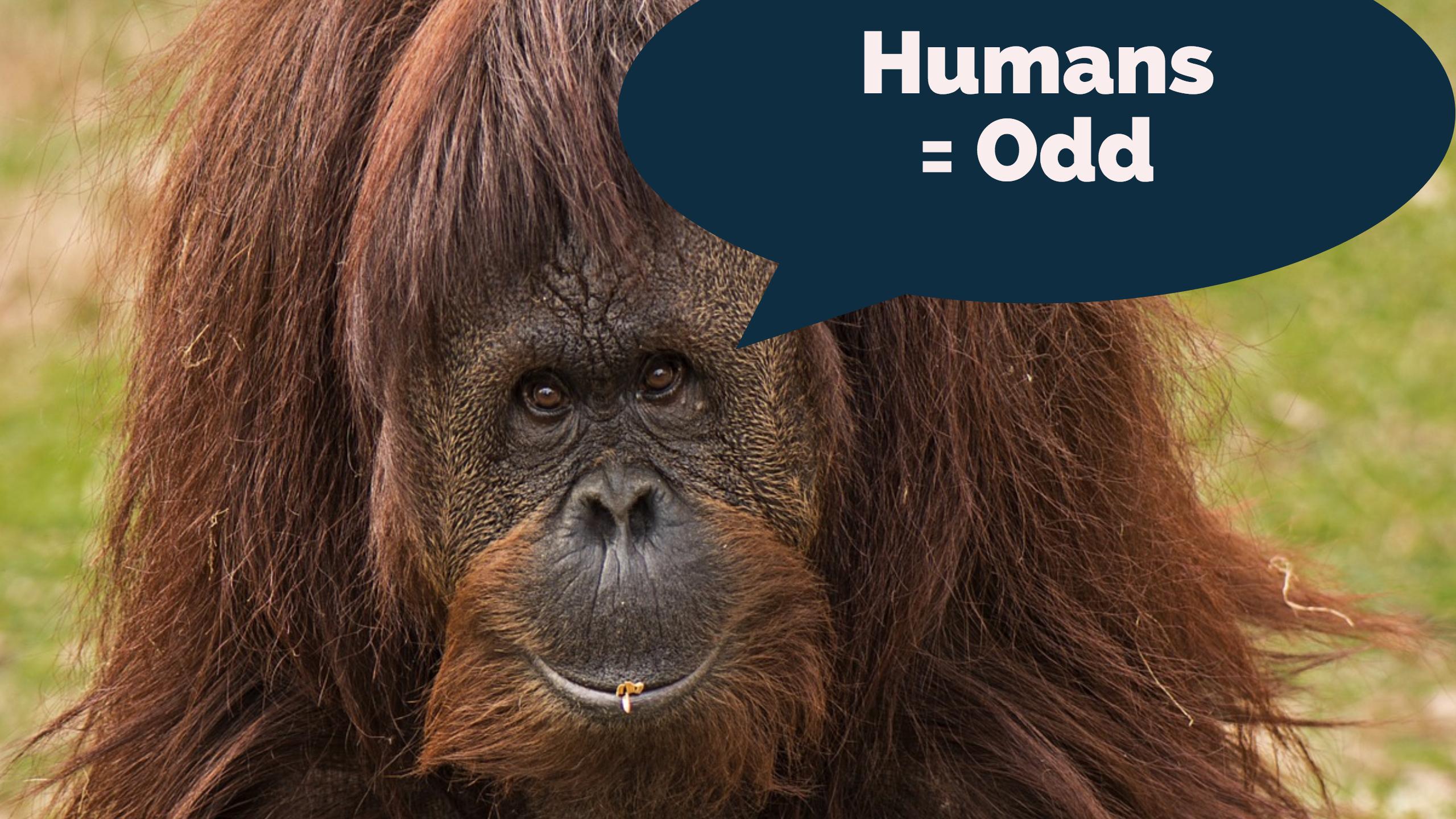 How to Deal with the Oddities of Being Human – Believe