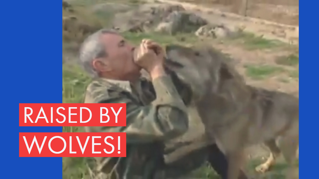 Man in Spain Raised by Wolves for 19 Years Feels Humanity Needs to be ...